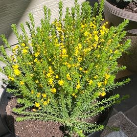 How to Care for Honey Euryops: Mastering Water, Sunlight & More