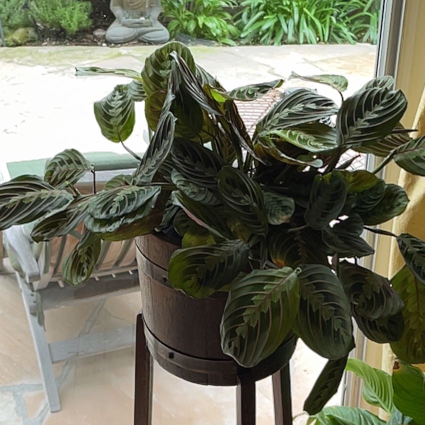 💧 How Much Humidity Does My Red Prayer Plant Need?