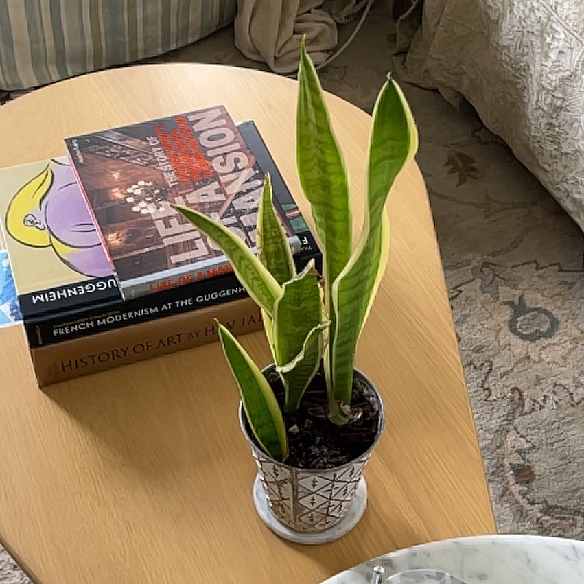 🐍 Does My Snake Plant Need Direct Sunlight?