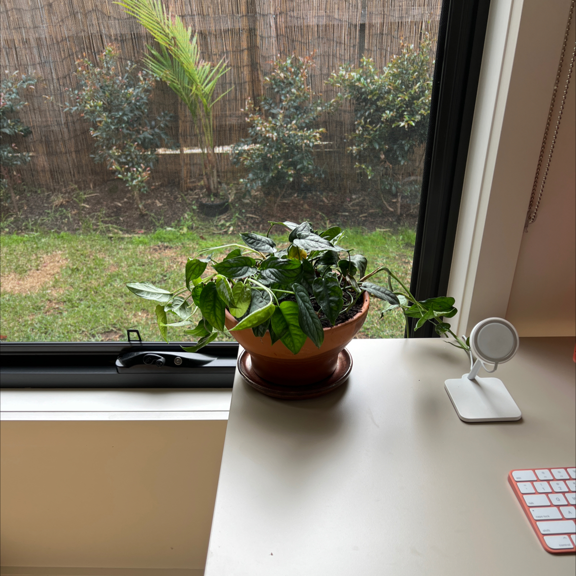 Diagnosing silver monstera root rot
