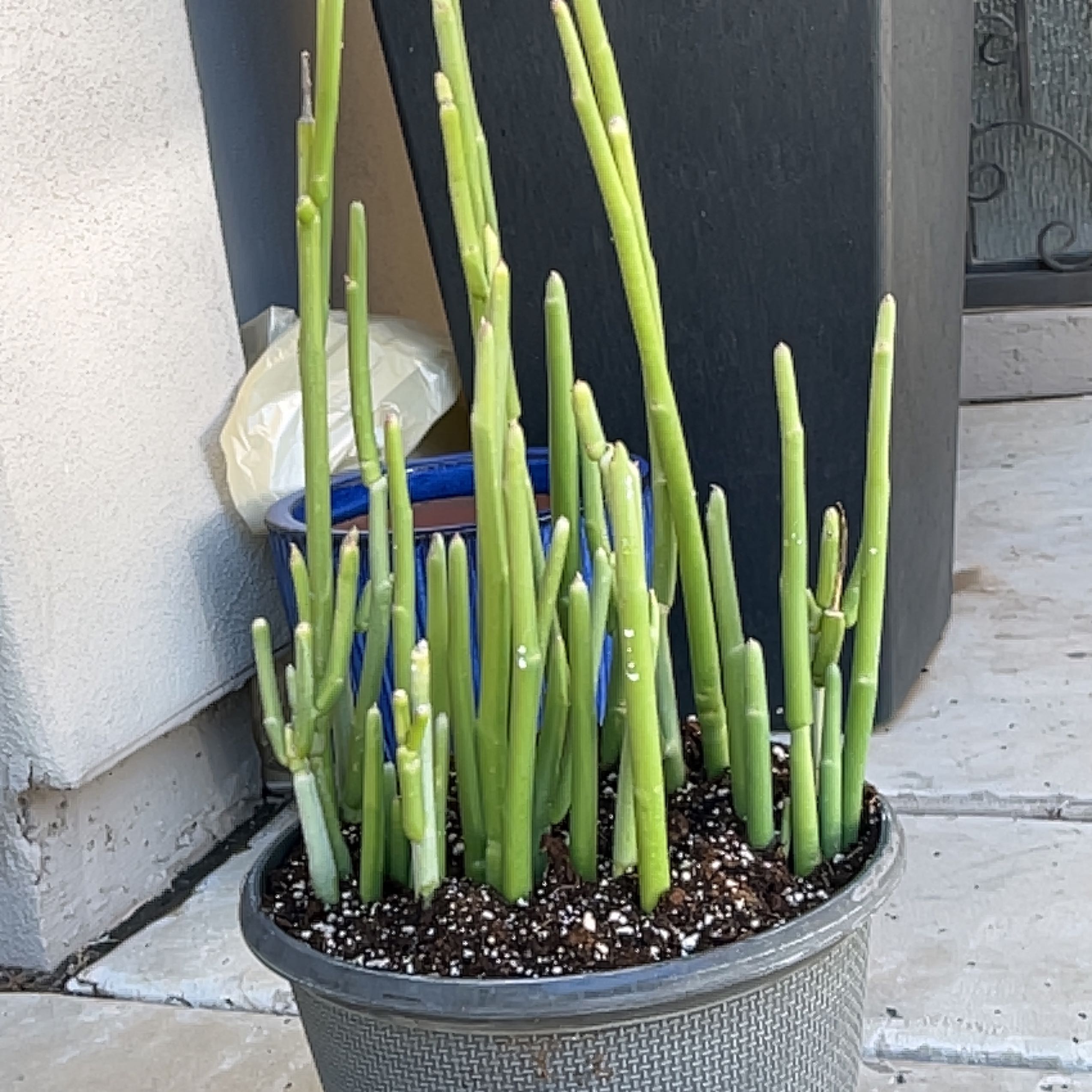 Propagating Your Slipper Plant: Step-by-Step Guide