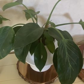 Philo | A plant by @VipRosarypea on Greg