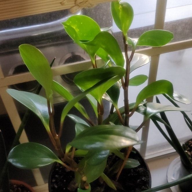 Marley | A plant by @LogicalKonjac on Greg