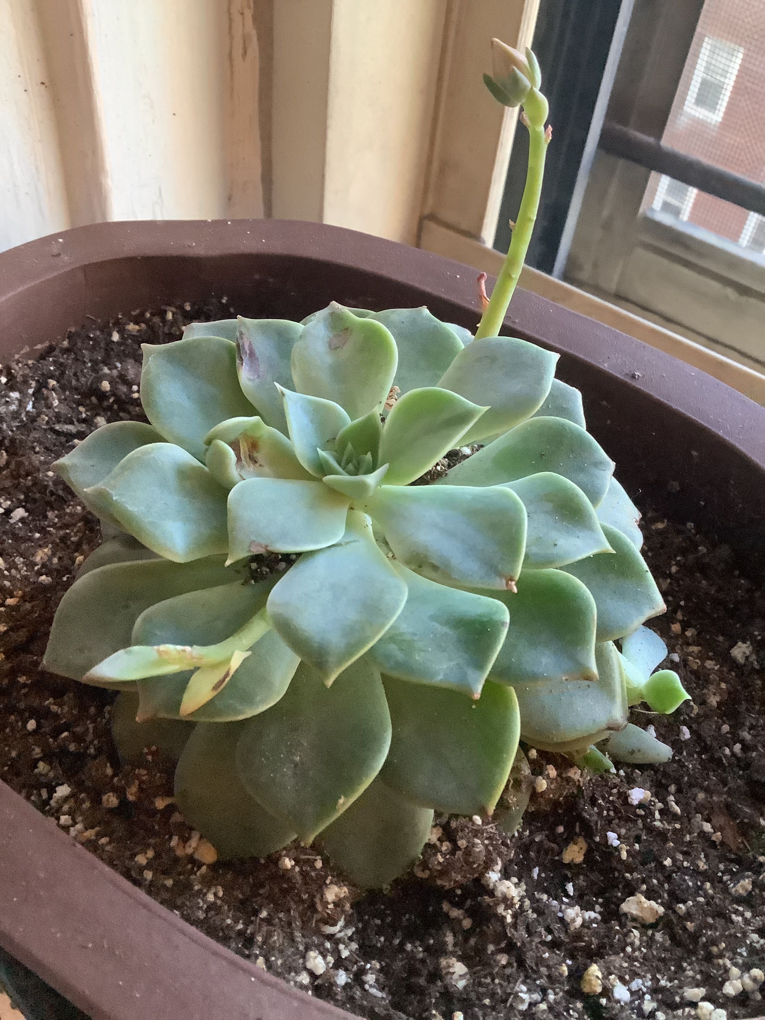 Taciveria 'Tasha' Plant Care: Water, Light, Nutrients | Greg App 🌱