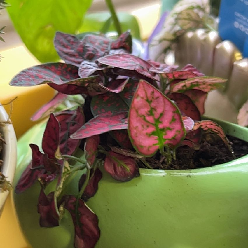 Rihanna | A plant by @QueenFlatpea on Greg