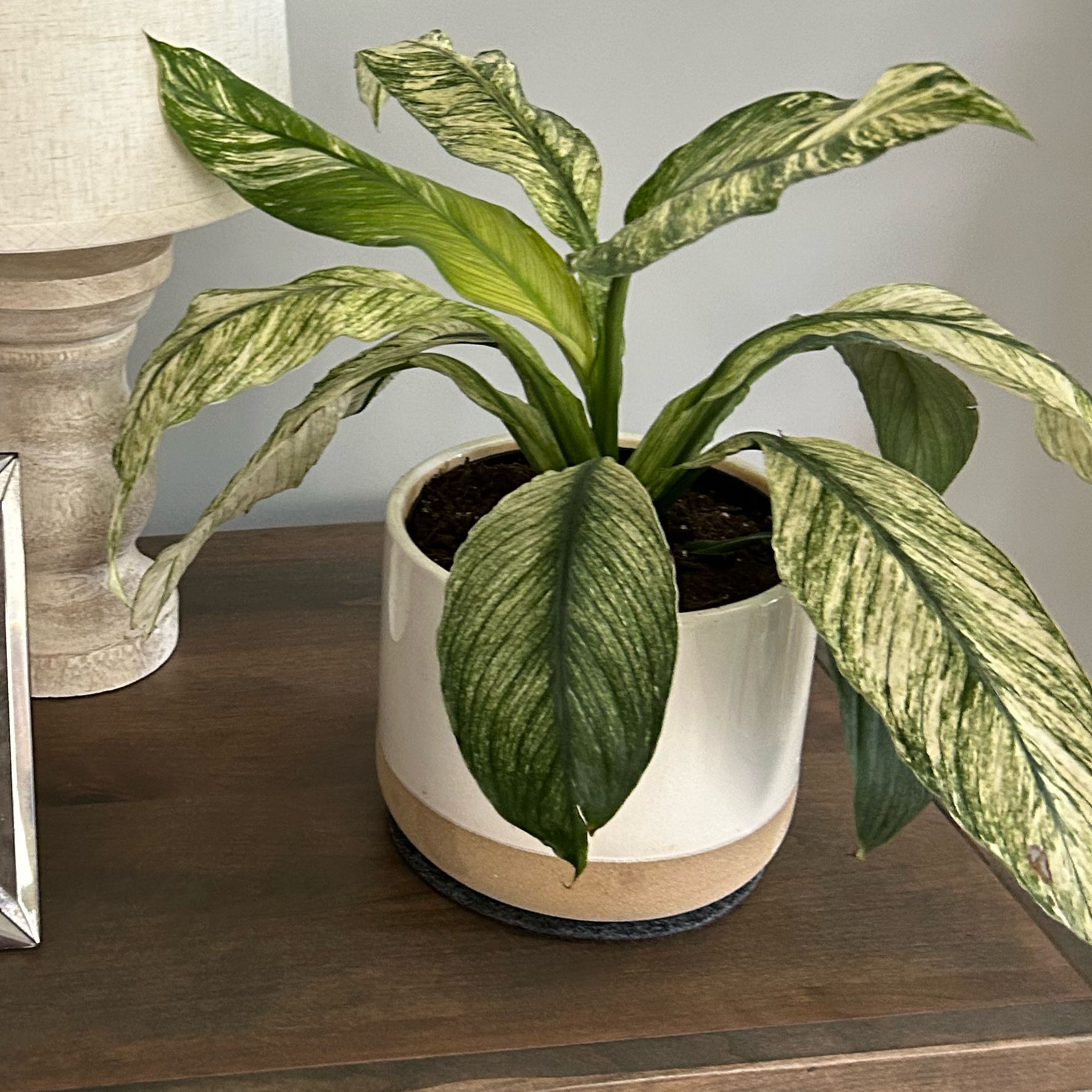 10 Advantages of Having a Sensation Peace Lily