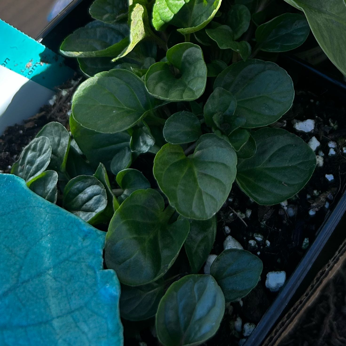 Mint 'Eau De Cologne' Care 101: Water, Light & Growing Tips