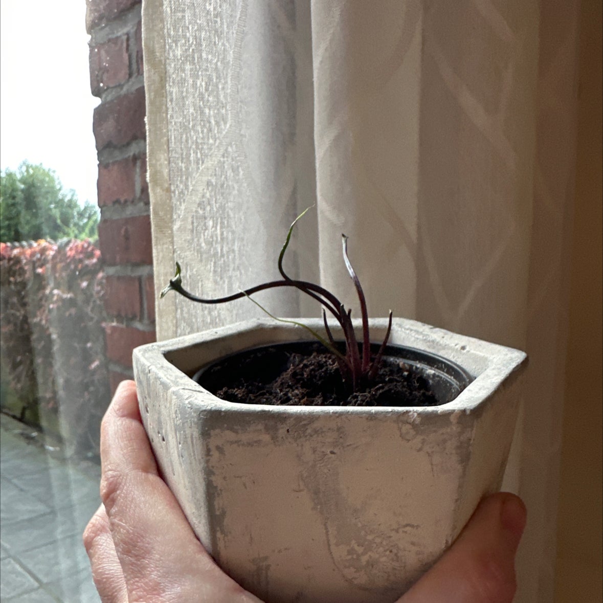 Alocasia 'Flying Squid' Plant Care: Water, Light, Nutrients | Greg App 🌱