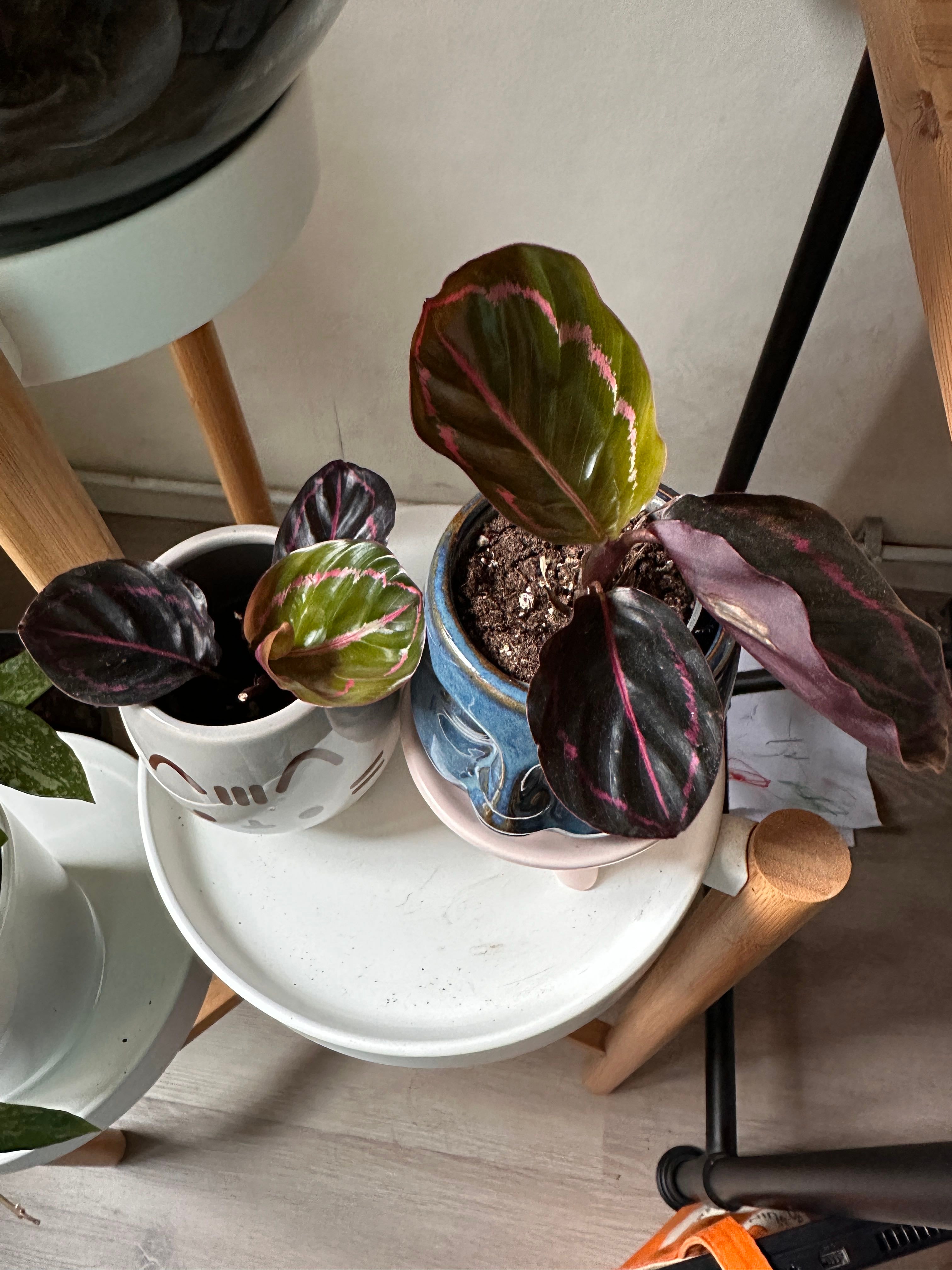 Calathea Stella Plant Care: Water, Light, Nutrients | Greg App 🌱
