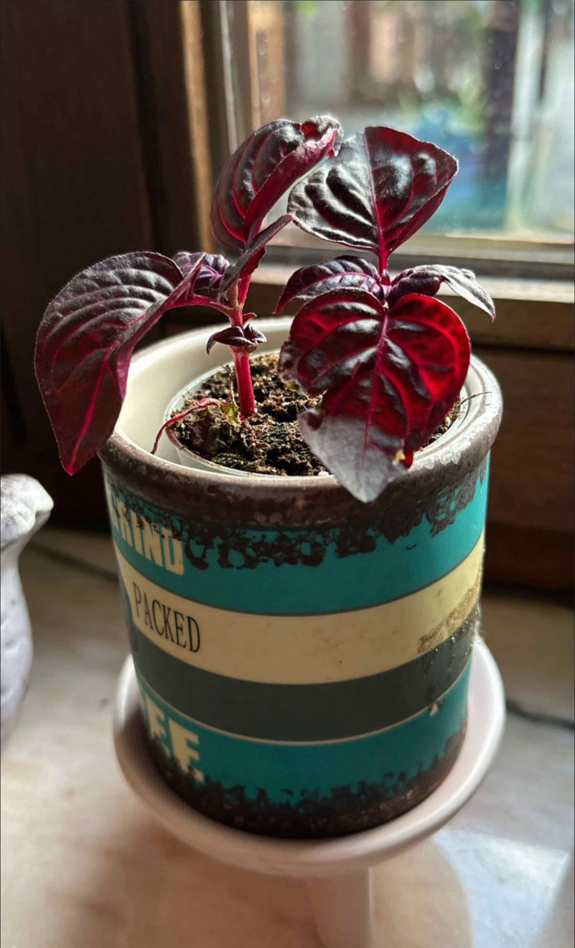 Bloodleaf Plant Care: Water, Light, Nutrients | Greg App 🌱