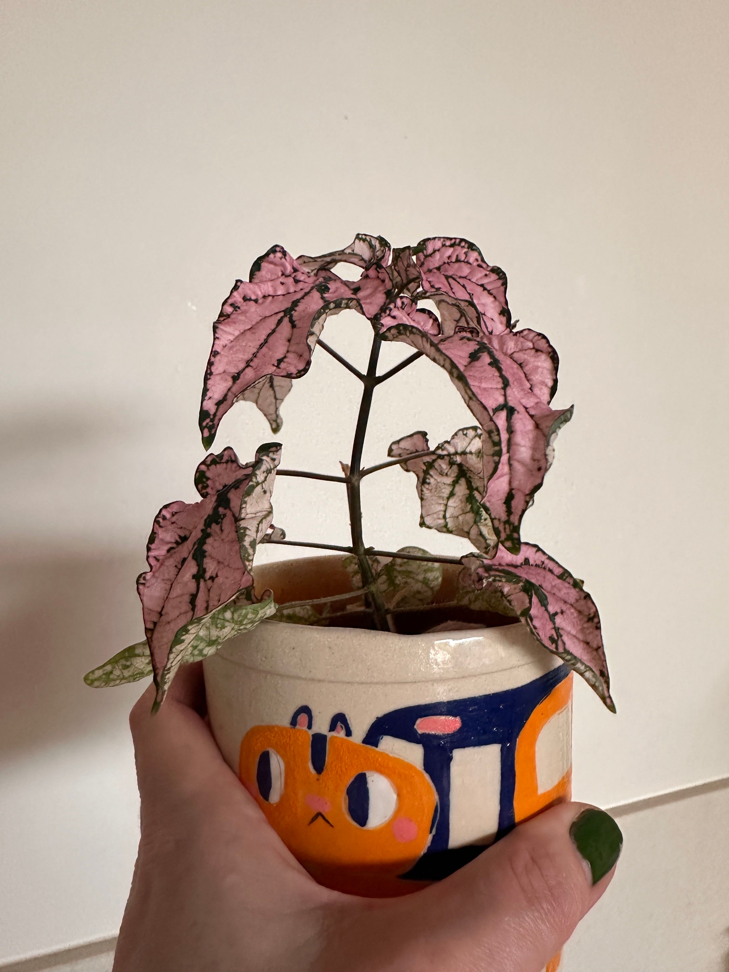 9 Best Companion Plants for Polka Dot Plant 🌸