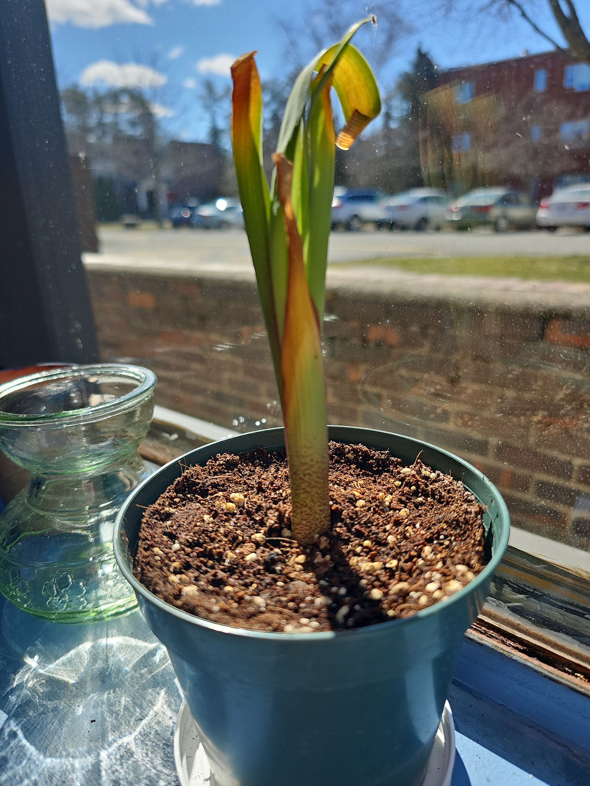 Why Are There Brown Spots on My Garden Hyacinth?