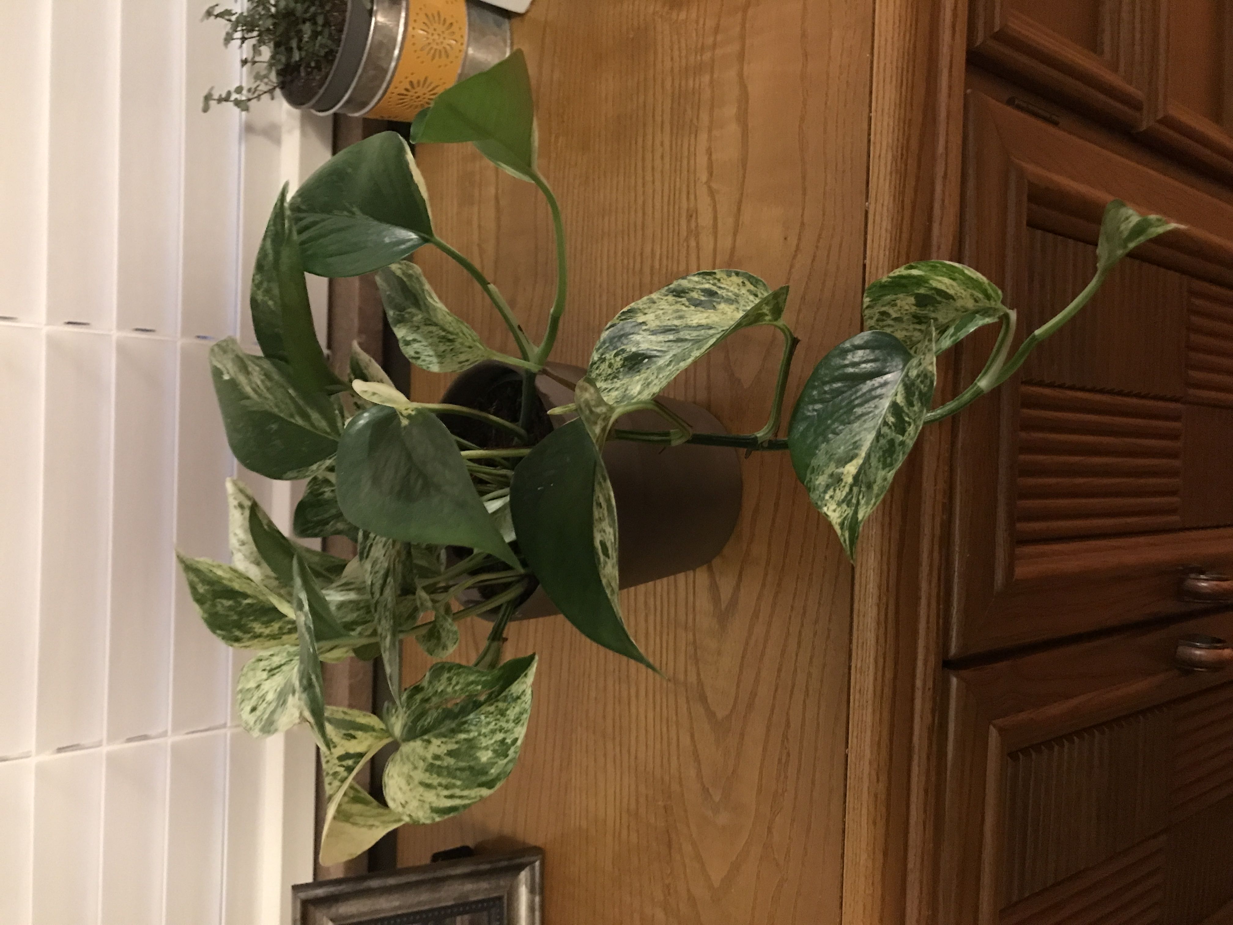 Hey plant family
