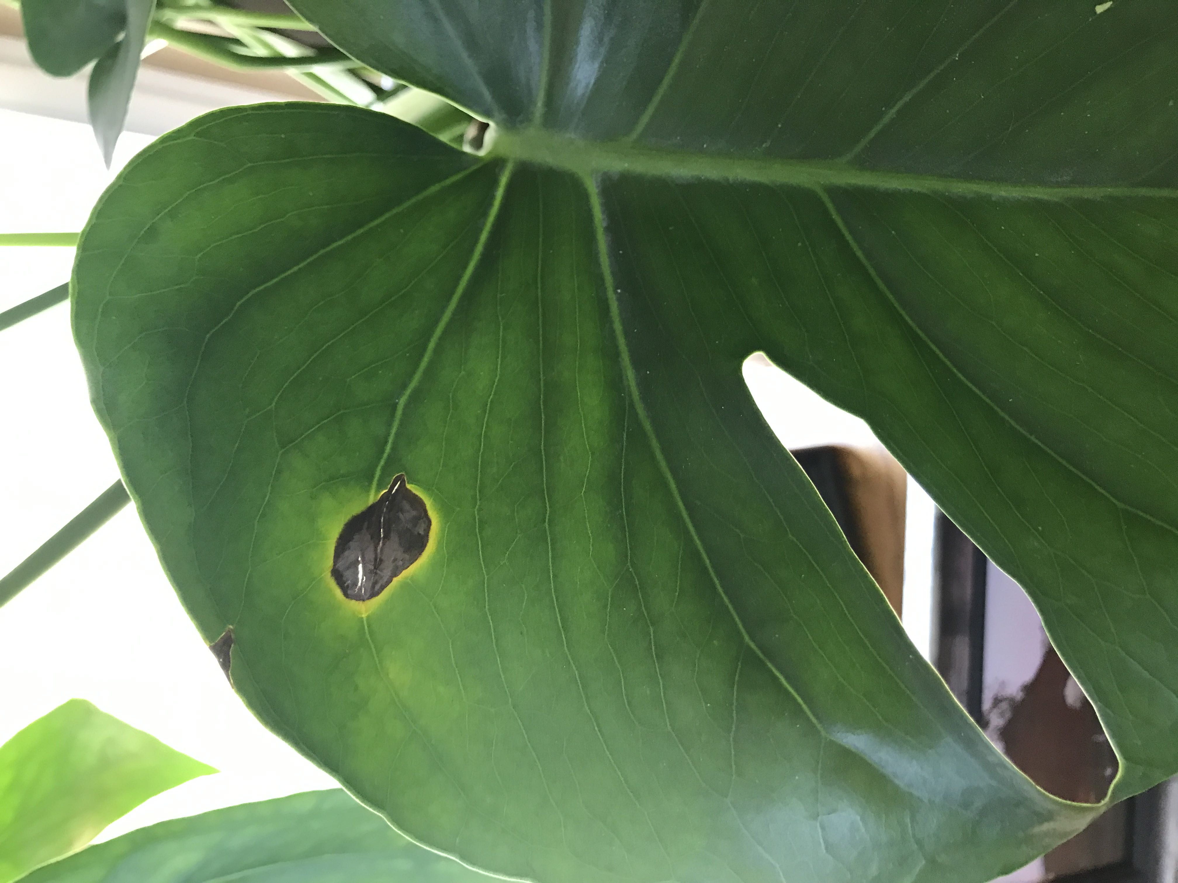 Spots dying.