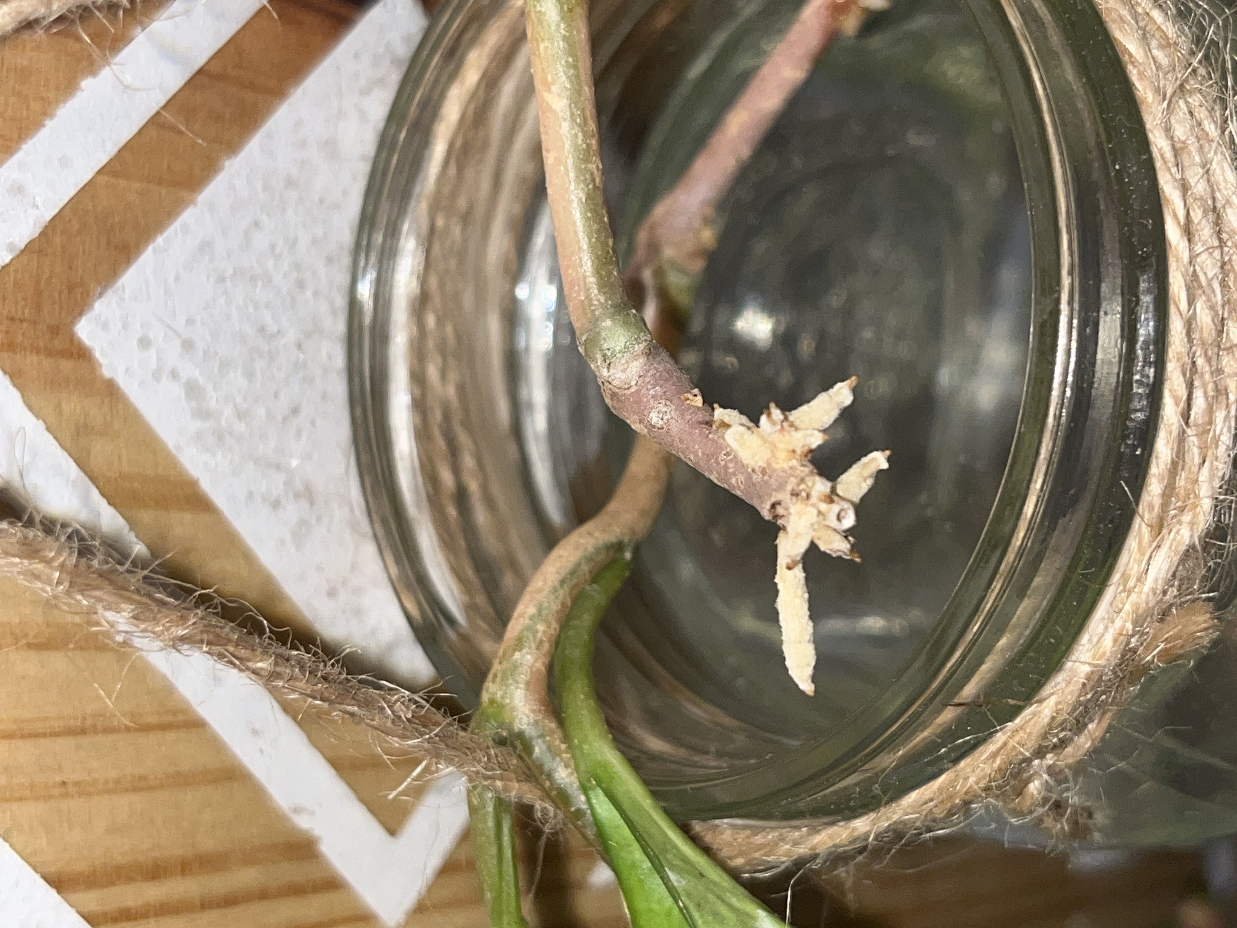 The Complete Hoya 'Chouke' Plant Care Guide: Water, Light & Beyond