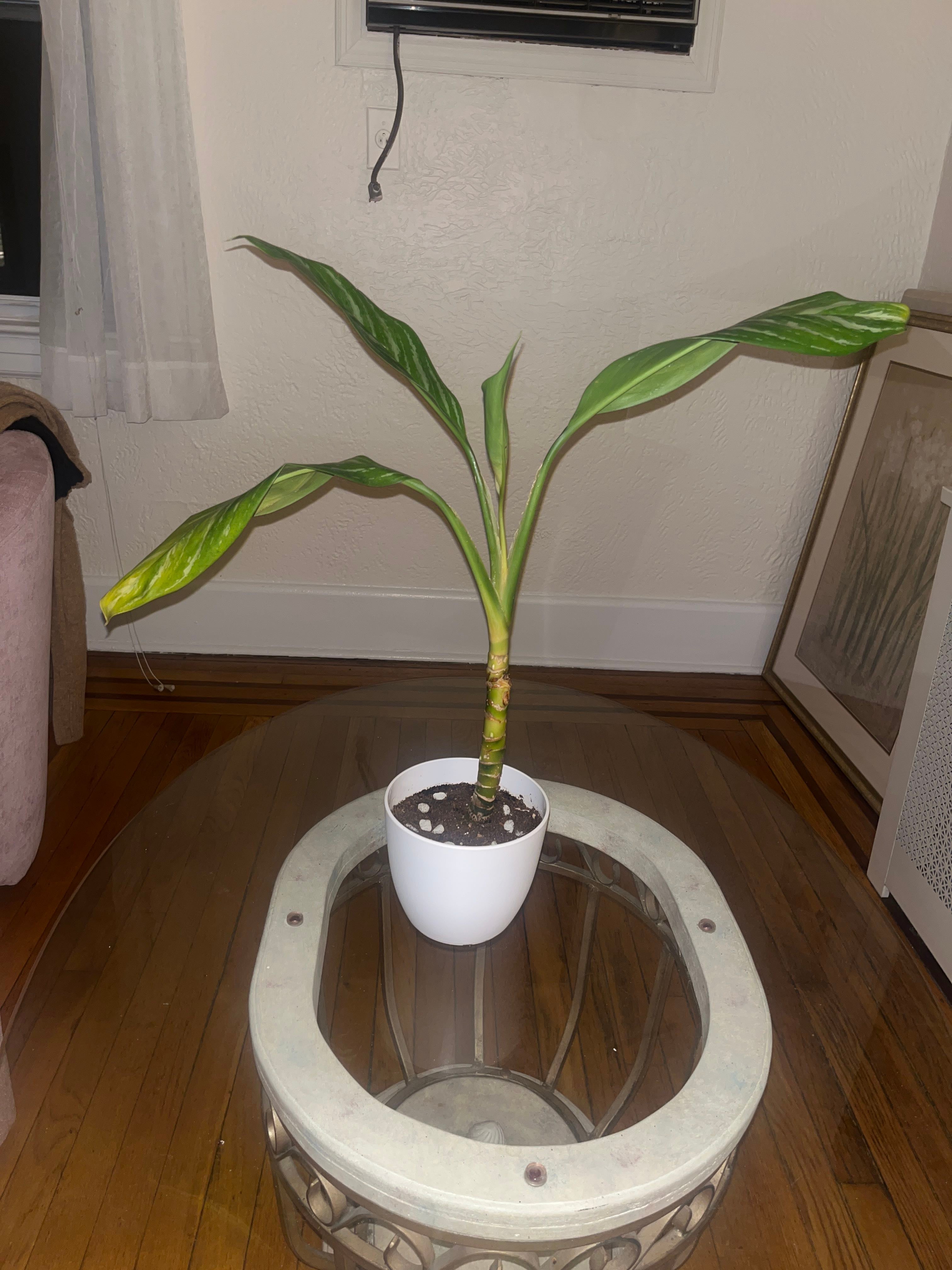 Aglaonema 'Ruby Ray' Plant Care: Water, Light, Nutrients | Greg App 🌱