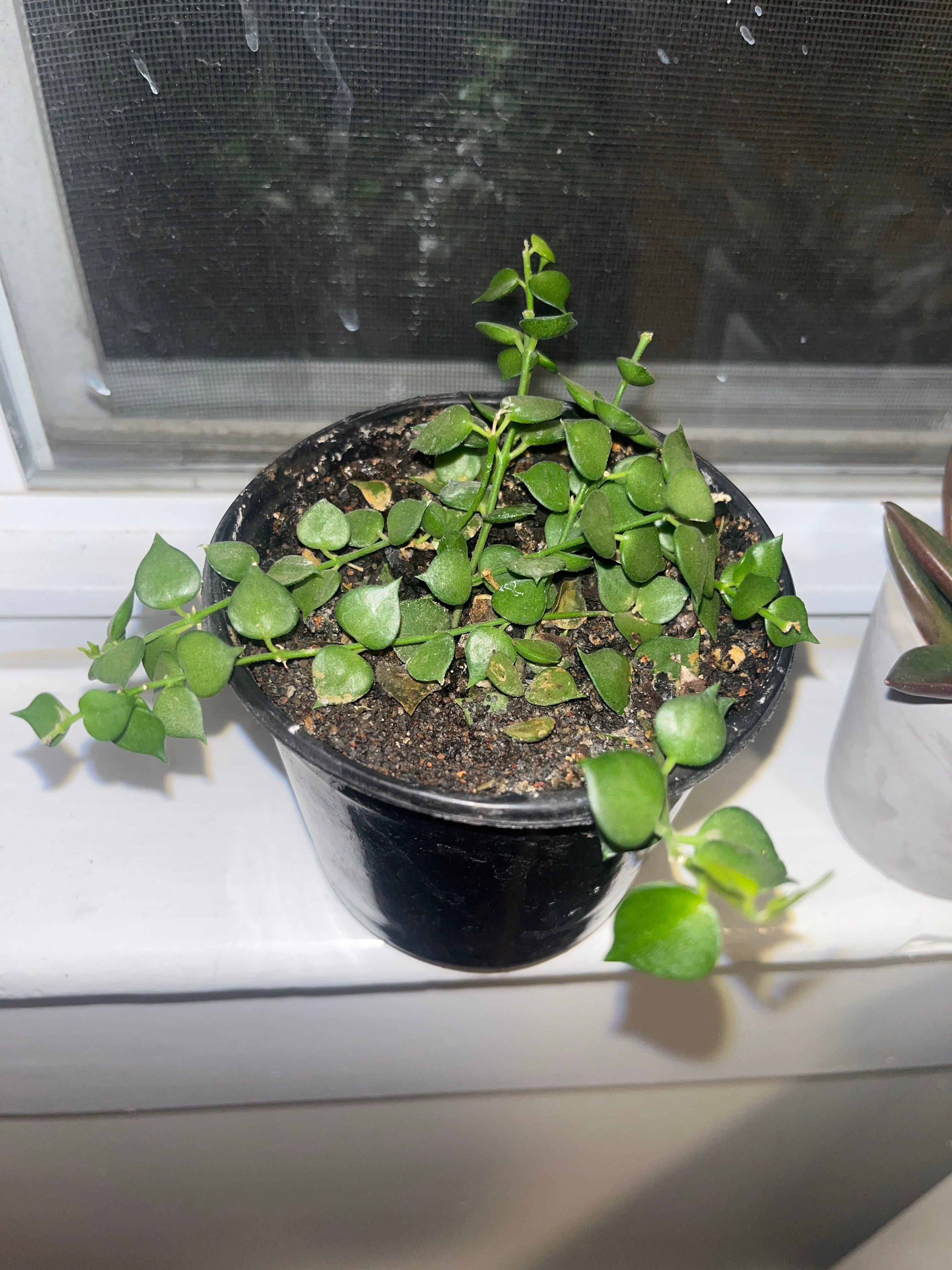 The Complete Ant Plant Plant Care Guide: Water, Light & Beyond