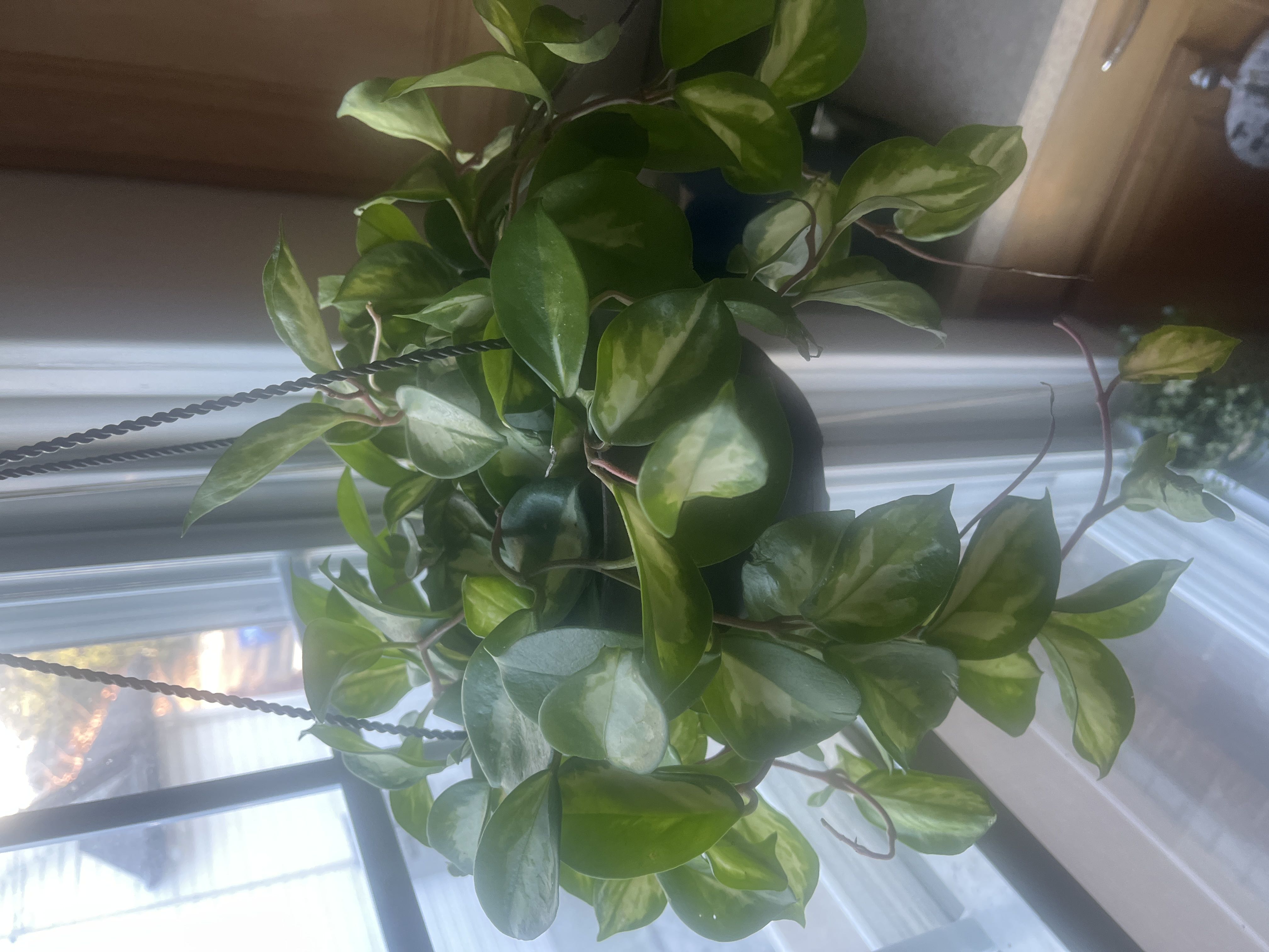 Hoya 'Chouke' Care 101: Water, Light & Growing Tips