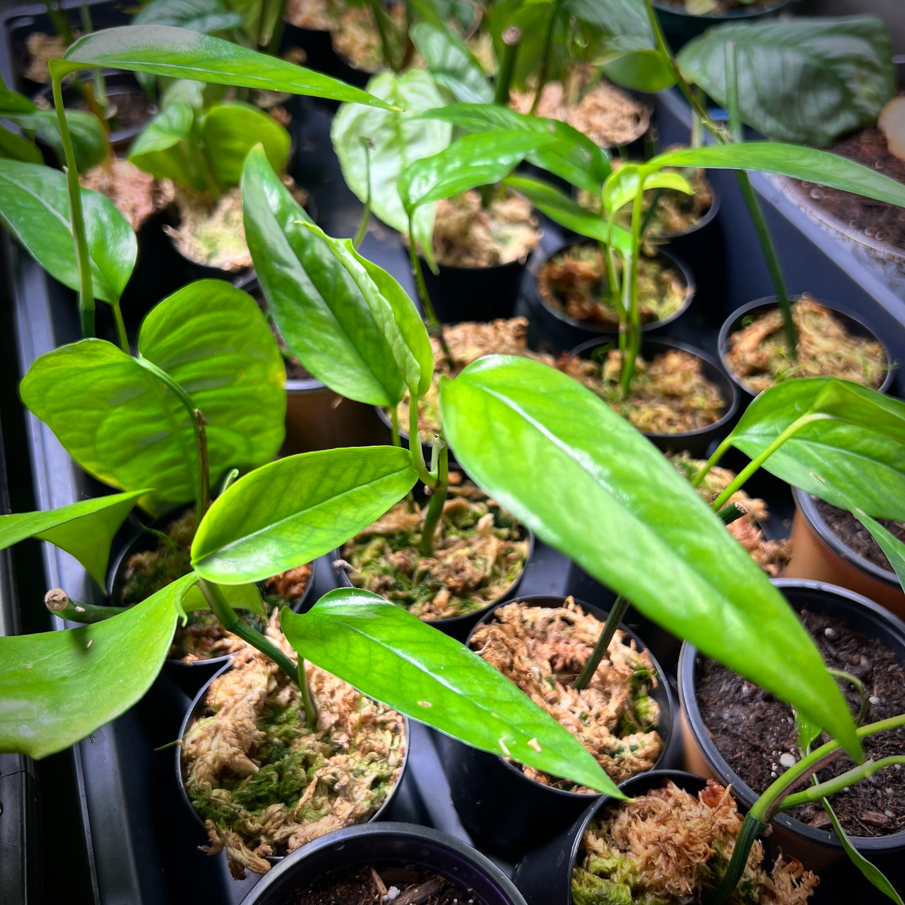 Skeleton Key Pothos Plant Care: Water, Light, Nutrients | Greg App 🌱