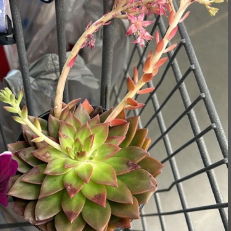 Tacisedum 'Solar Flare' Plant Care: Water, Light, Nutrients | Greg App 🌱