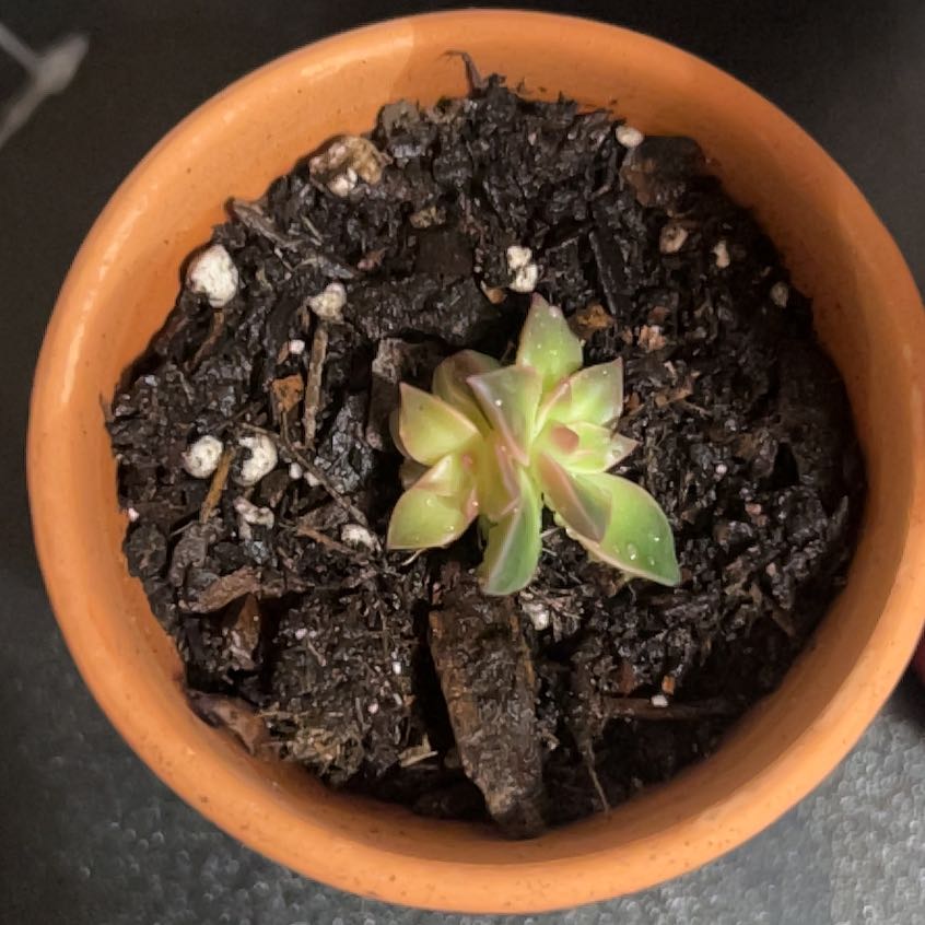 Tacisedum 'Solar Flare' Plant Care: Water, Light, Nutrients | Greg App 🌱