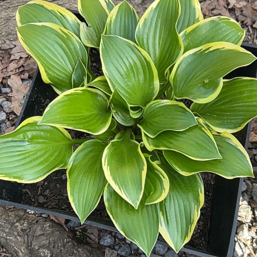 Captain Plant-it | A plant by @FamousSpinach on Greg