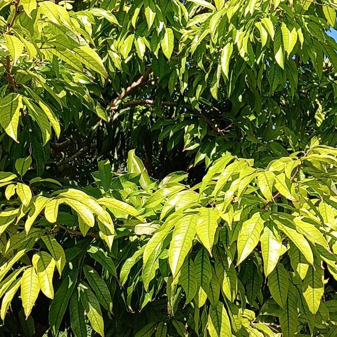 Maya | A plant by @ChampPandaficus on Greg