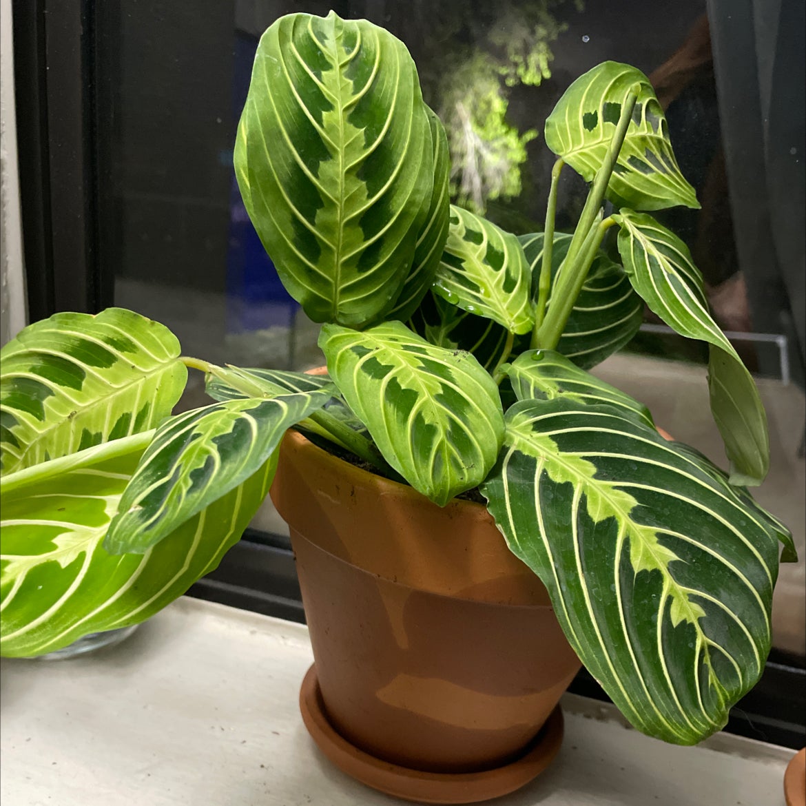 Bon Jo-Leaf | A plant by @TheMoonChild on Greg