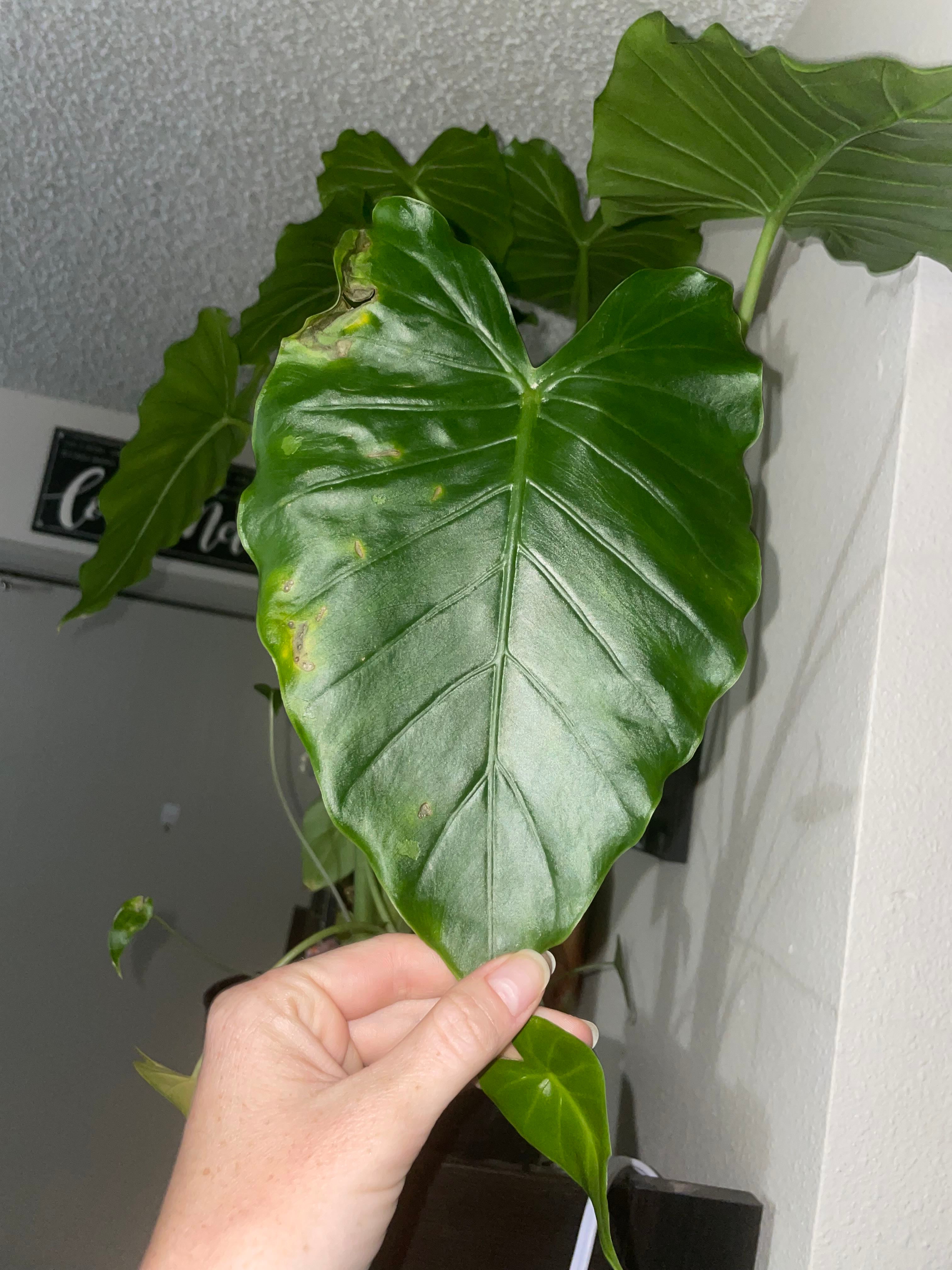 Blue Hawaii Elephant Ear Plant Care: Water, Light, Nutrients | Greg App 🌱