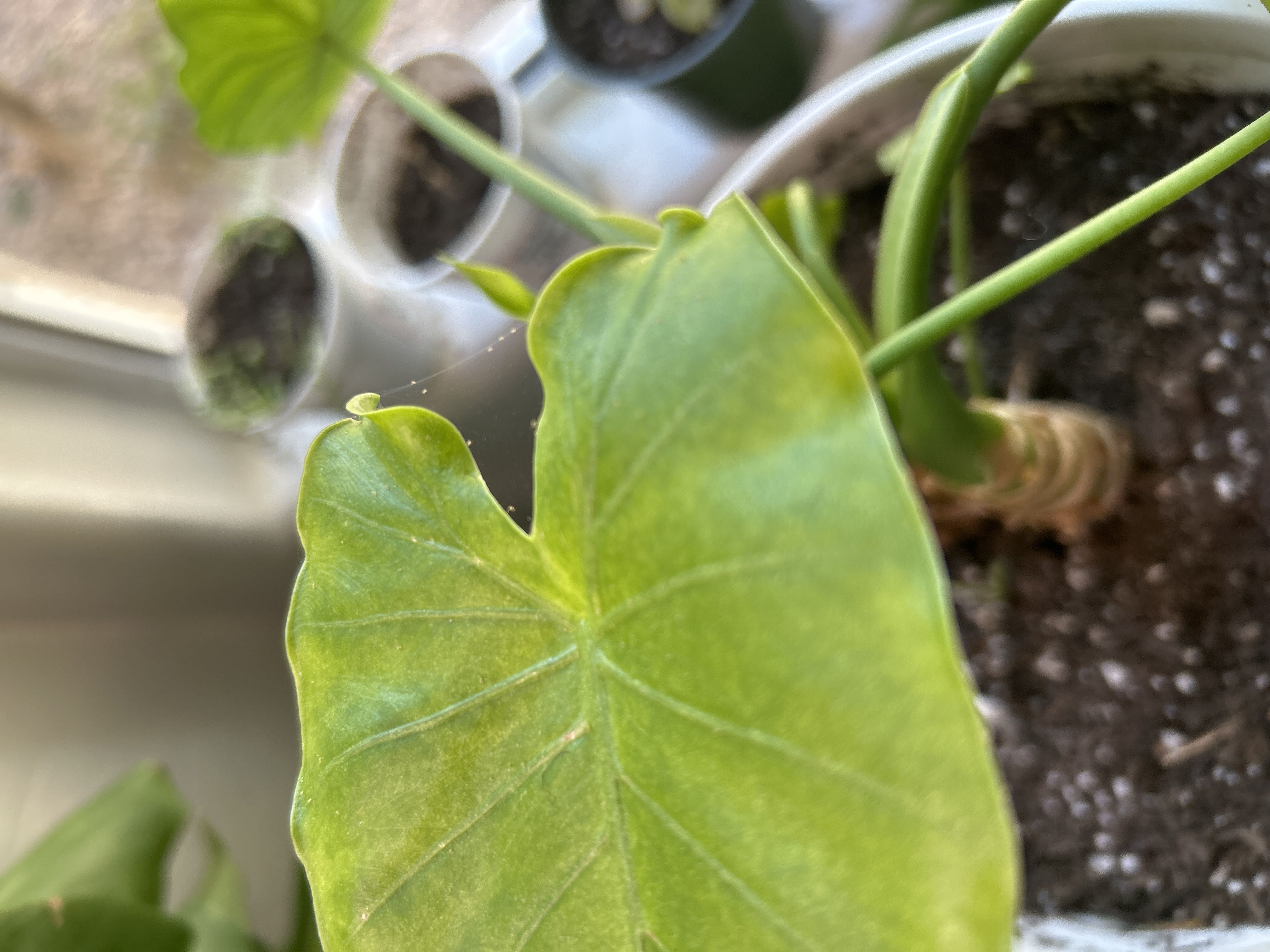 What are these little mites? Do I need to rid the plant o...