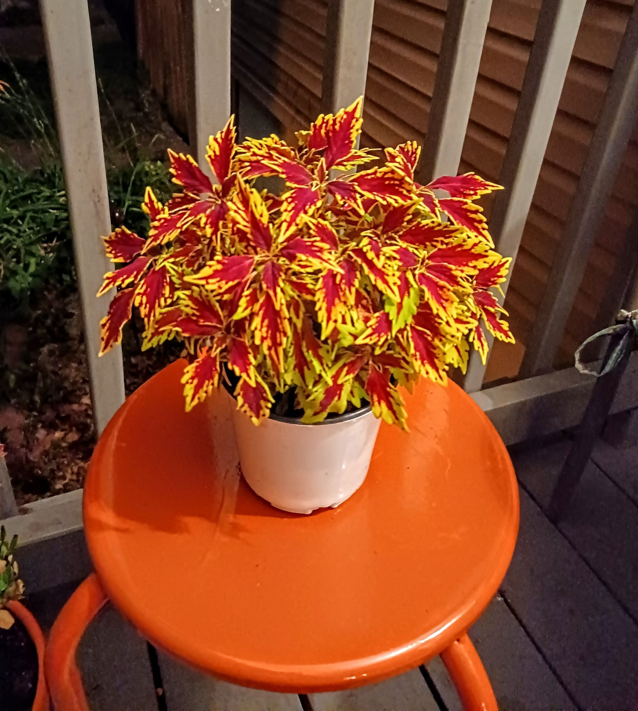 coleus volcanica Care 101: Water, Light & Growing Tips