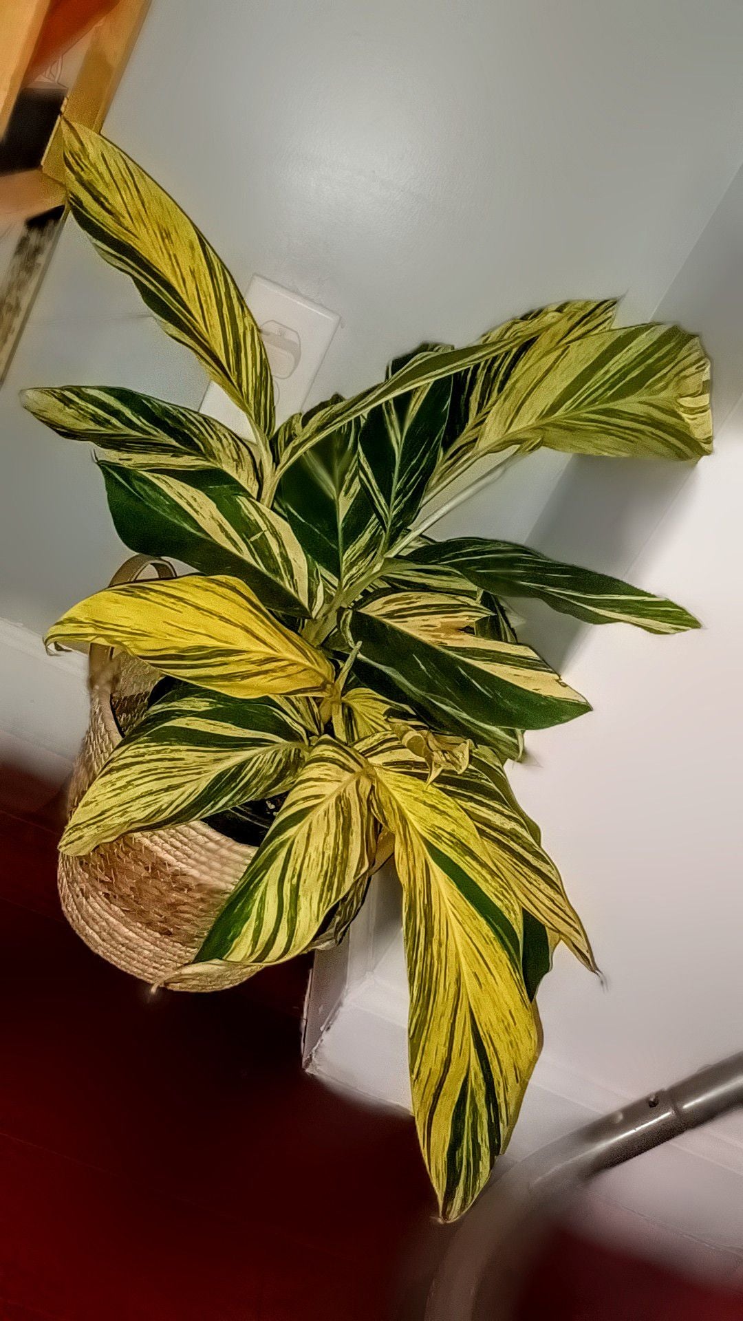 How Should Variegated Shell Ginger Be Cut Back?