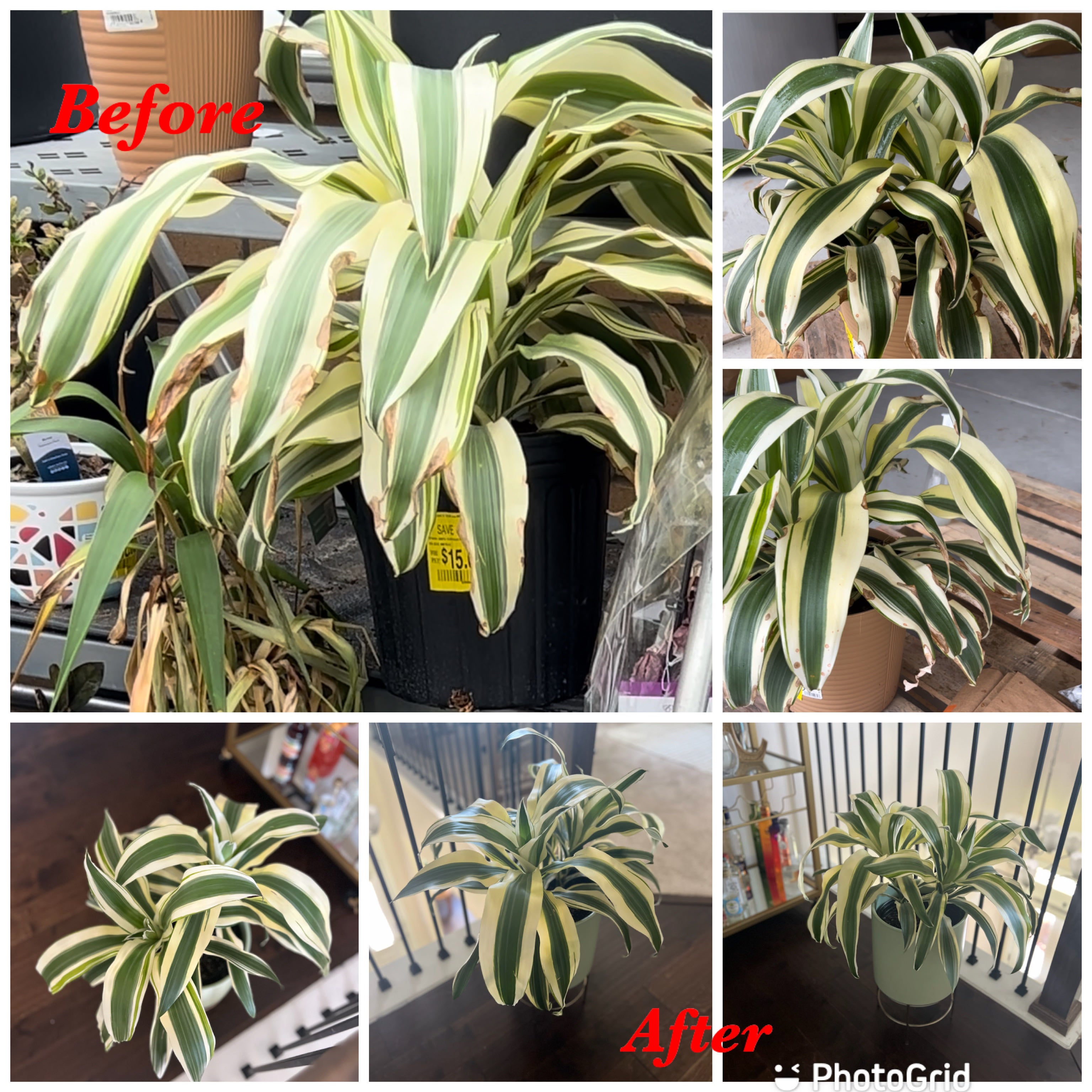 Black Jade Snake Plant Plant Care: Water, Light, Nutrients | Greg App 🌱