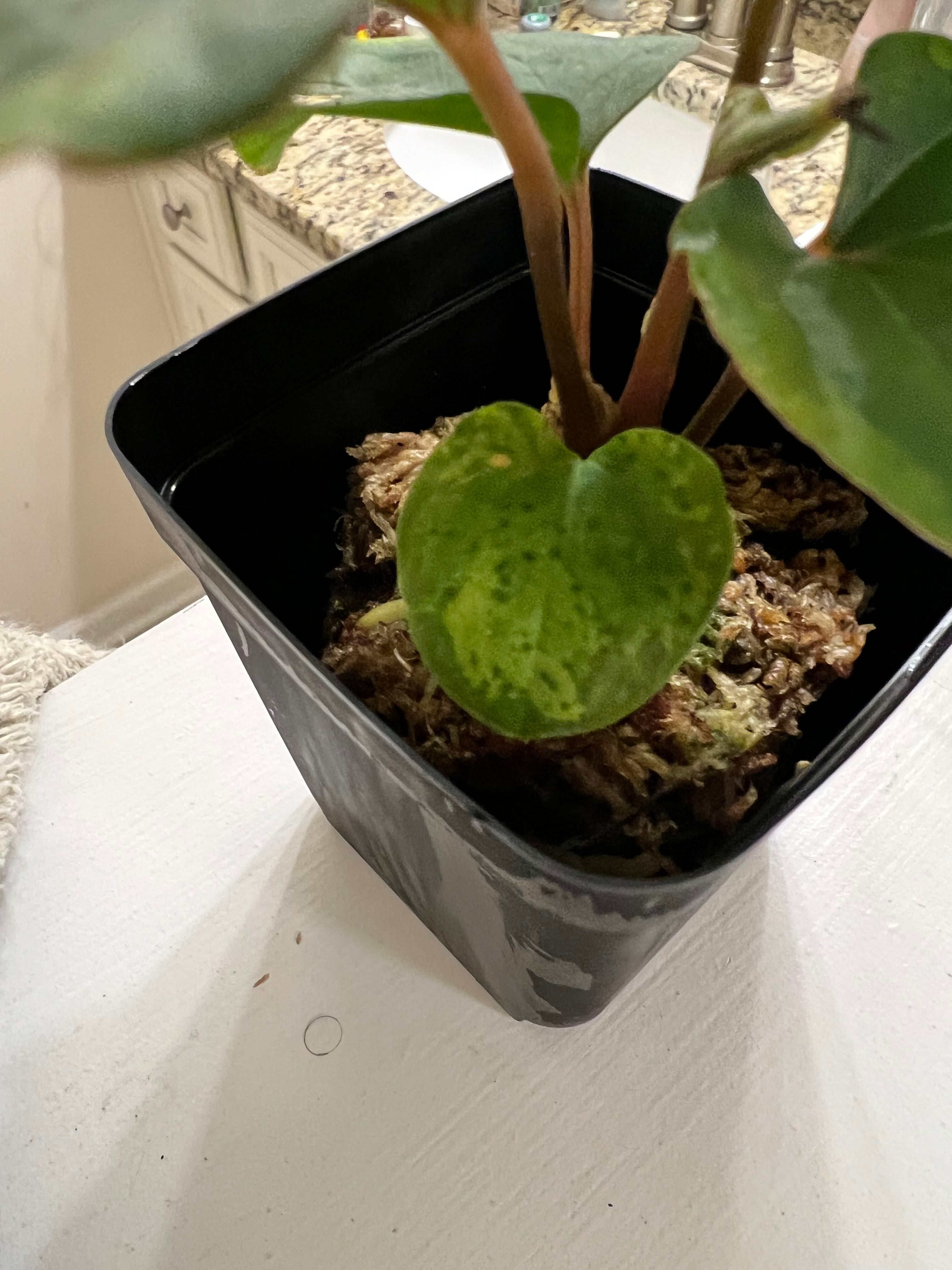 Black Spots on My Anthurium 'Selby's Silver' Leaves