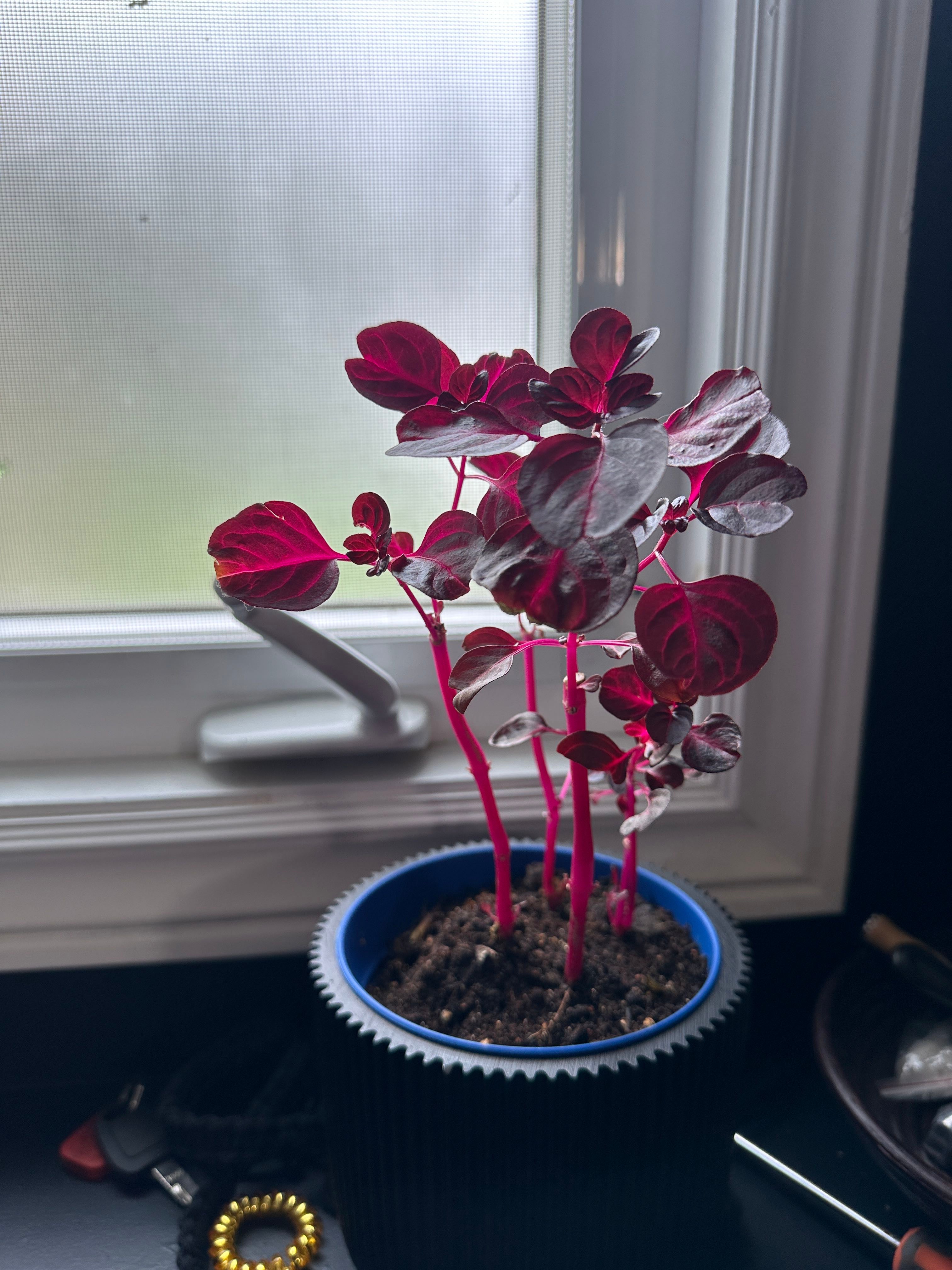 Bloodleaf Care 101: Water, Light & Growing Tips