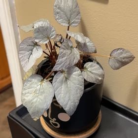 Begonia Silver Limbo Plant Care: Water, Light, Nutrients | Greg App 🌱