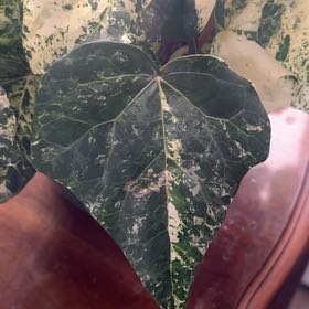 Keep Your Variegated Algerian Ivy Alive: Light, Water & Care Instructions