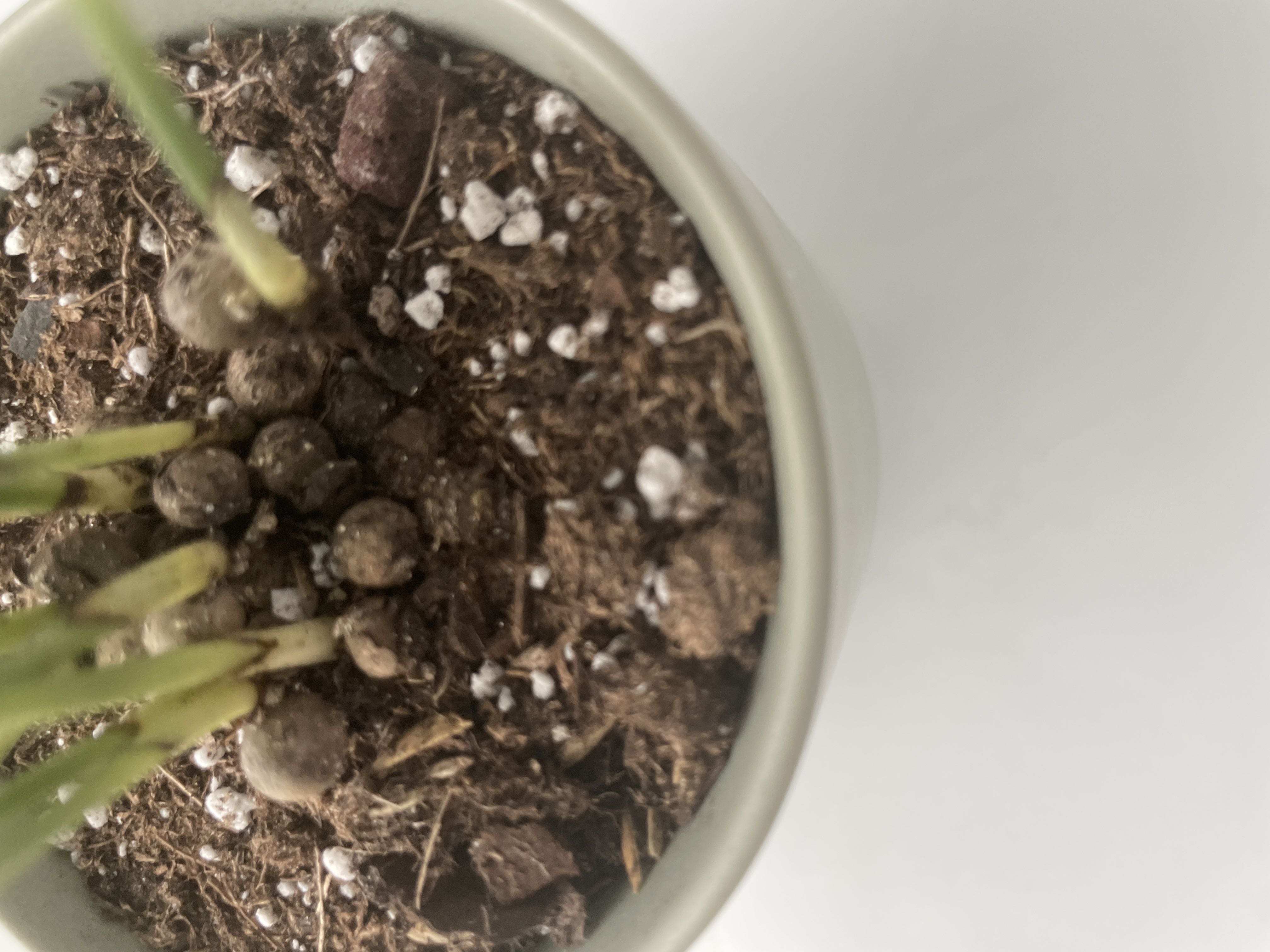 anybody know what these little pea-sized balls towards th...