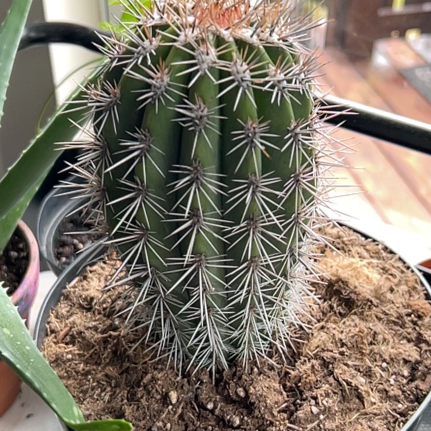 🌵 Why Is My Mexican Giant Cardon Not Doing Well?