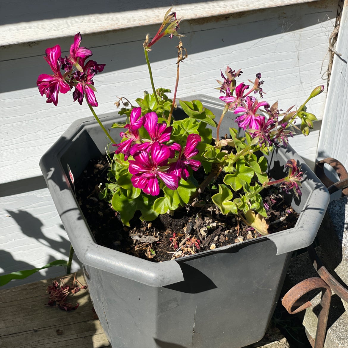Why Are There Brown Spots on My Ivy Geranium?