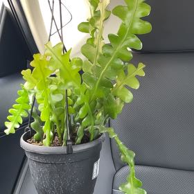 Nemo | A plant by @BrawnyLuronium on Greg