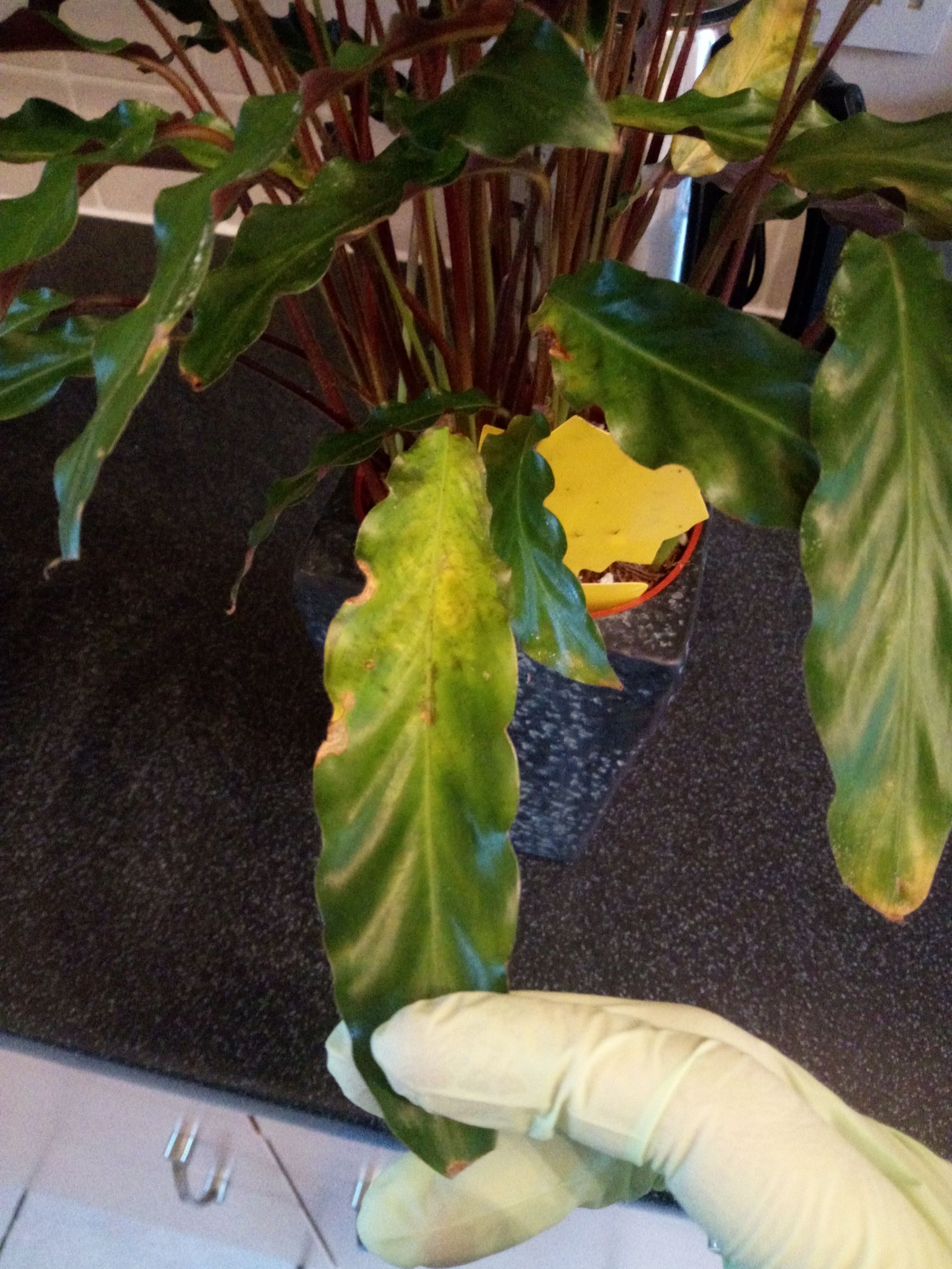 9 Tips for Watering Your Furry Feather Calathea