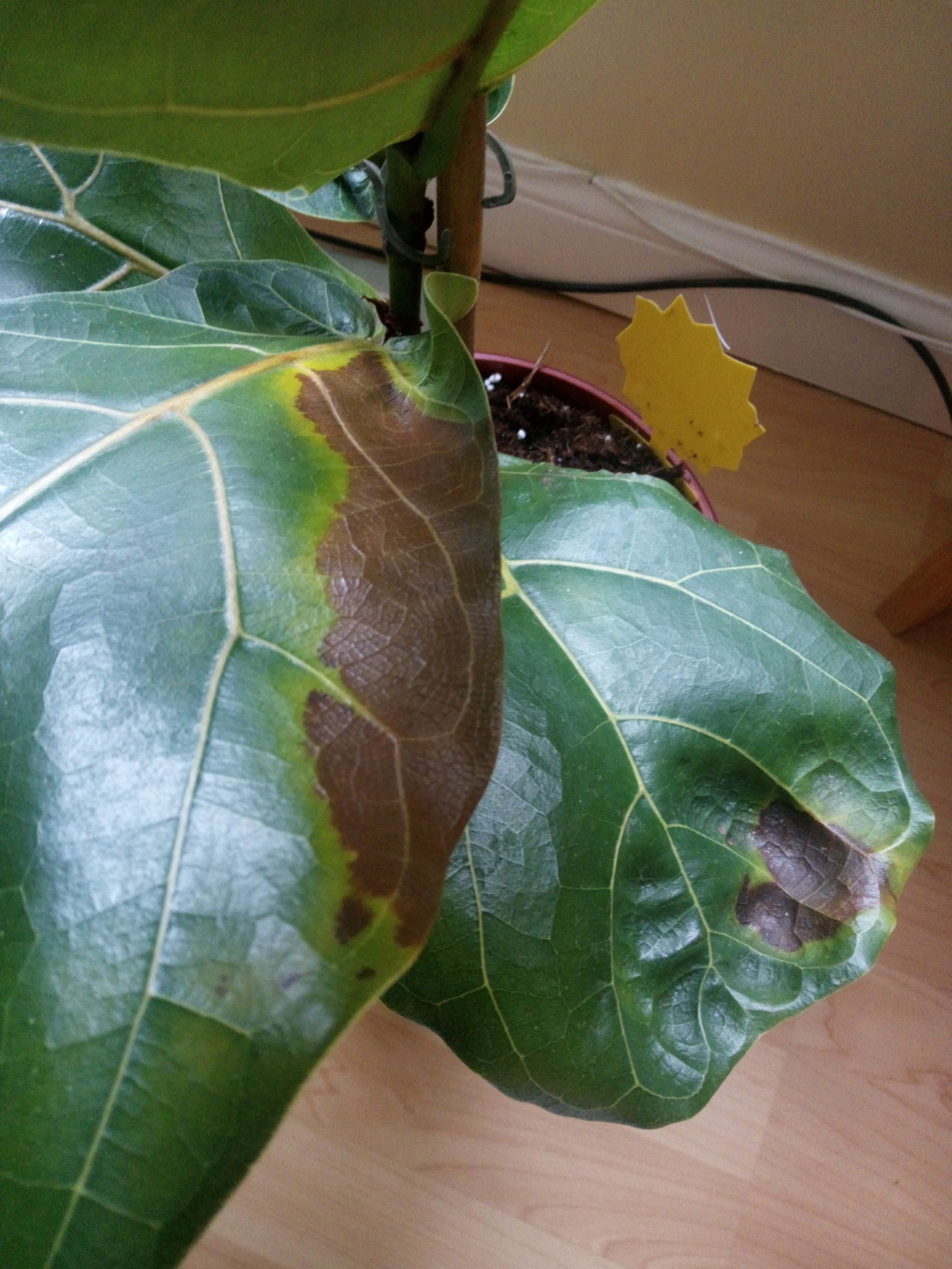 The Complete Exotica Weeping FIg Plant Care Guide: Water, Light & Beyond