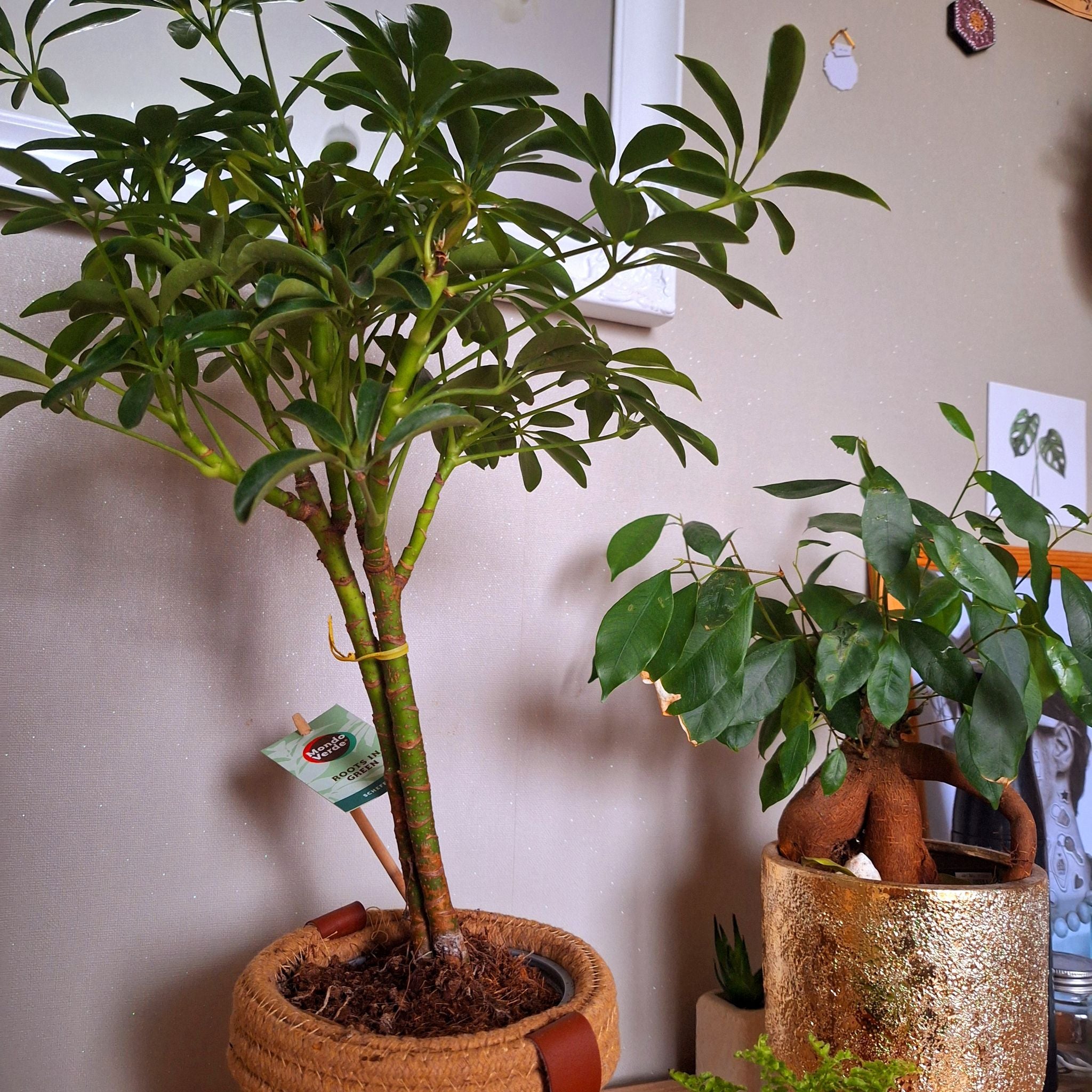 Captain Plant-it | A plant by @Mossmallows on Greg