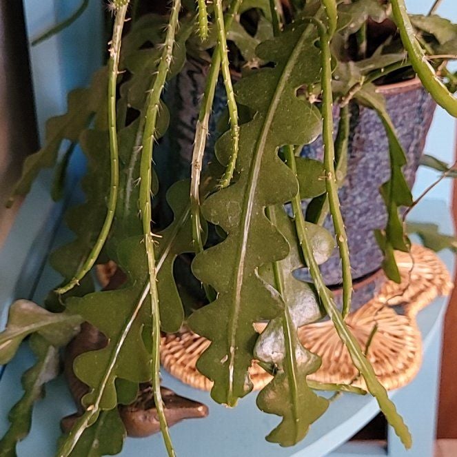 Zeus | A plant by @PiousHerbsophia on Greg