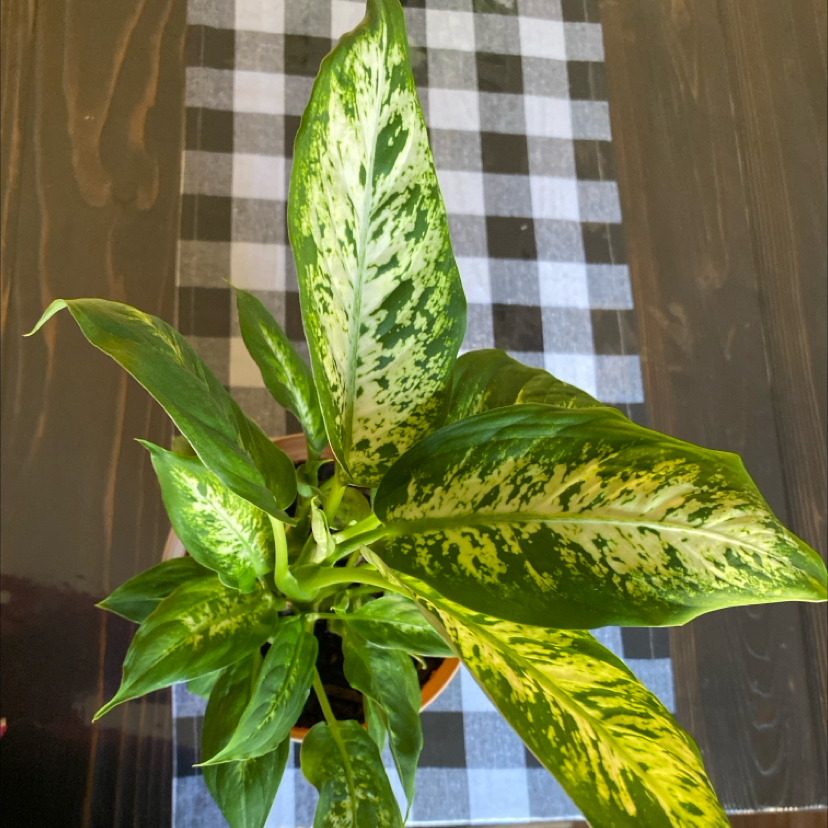 Bruce Lee | A plant by @YummyPrincetut on Greg