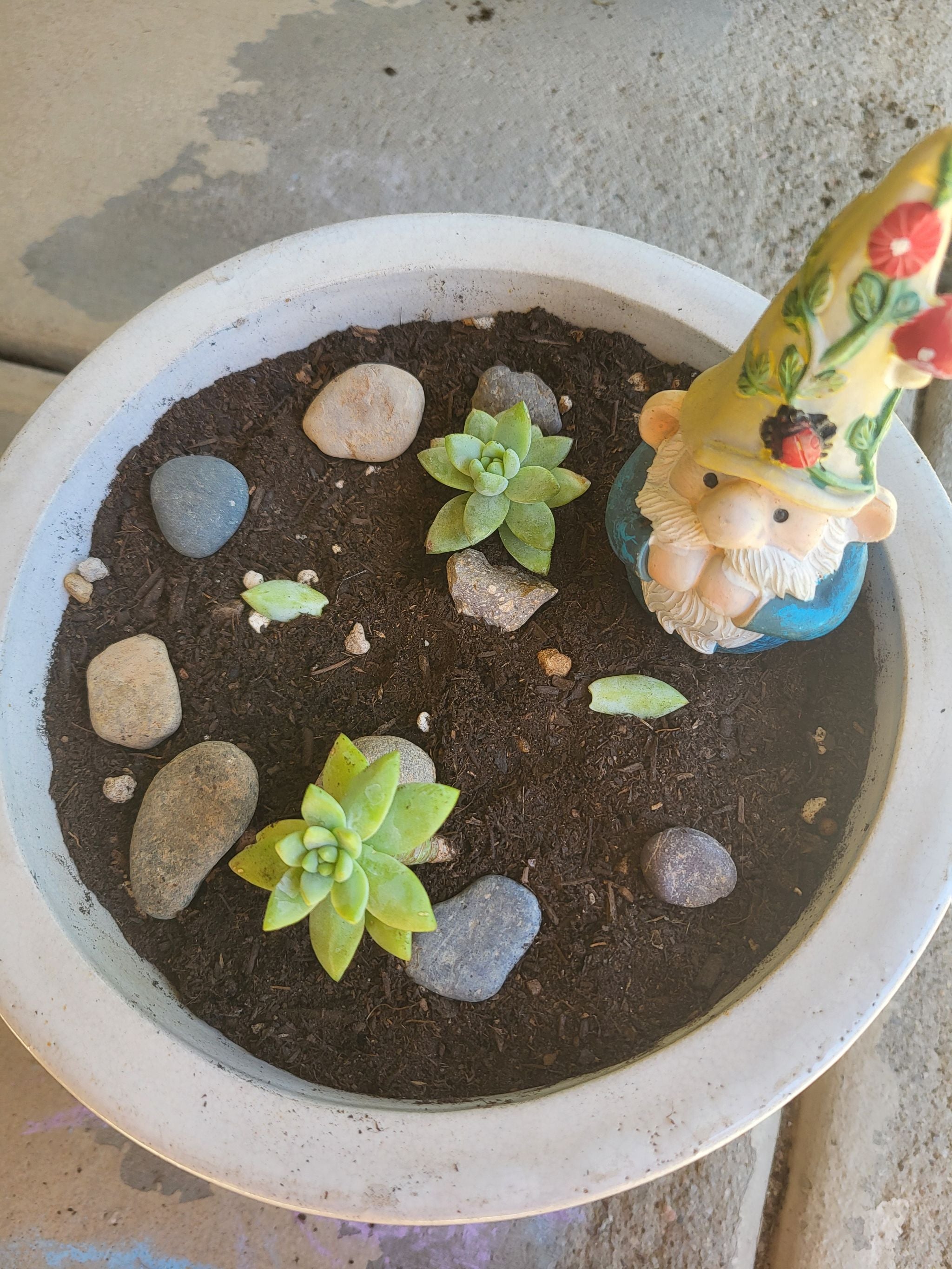 Why Are There Brown Spots on My Firecracker Stonecrop?