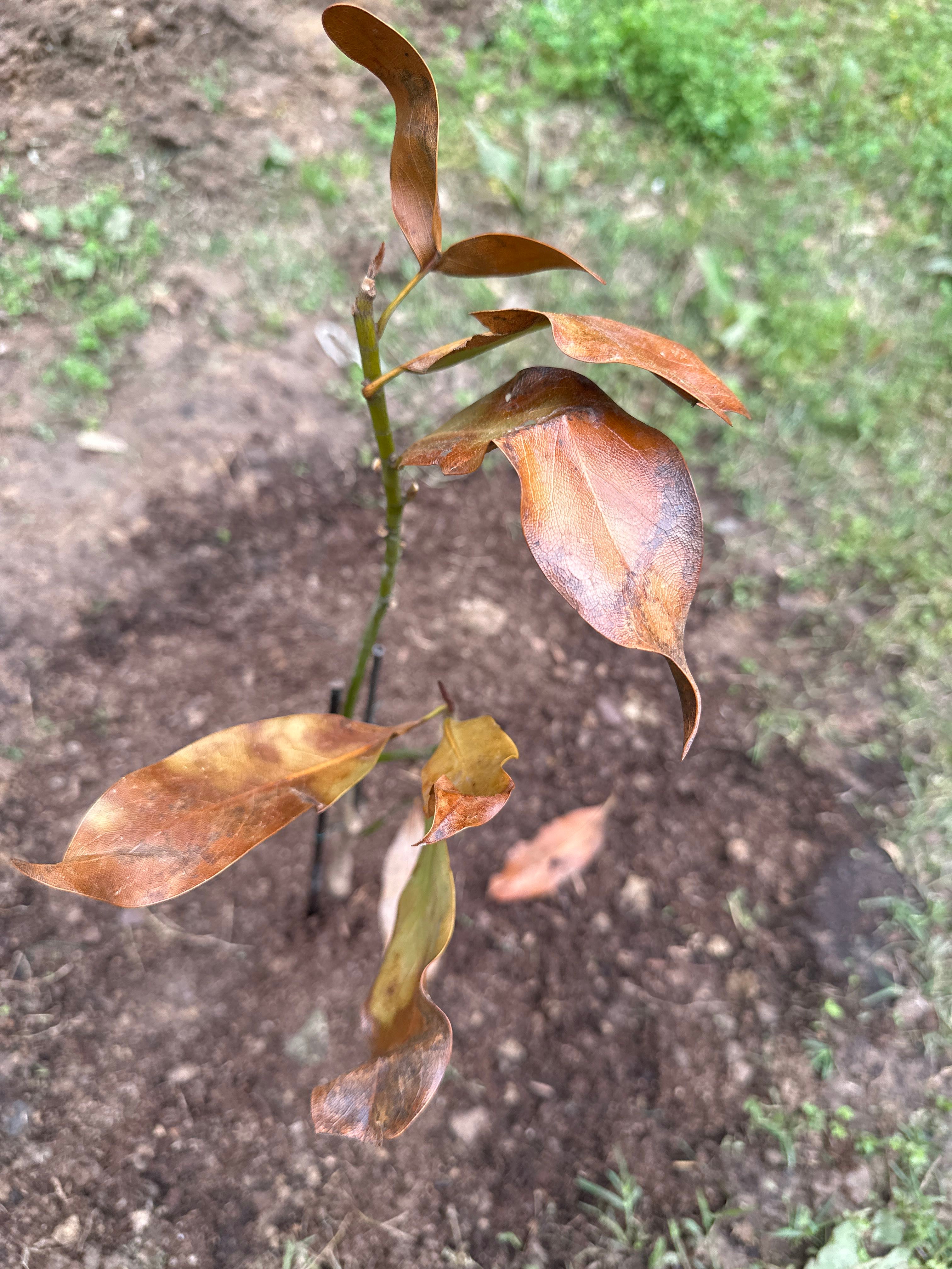 🌸 Understanding Magnolia 'Rose Marie': The Basics