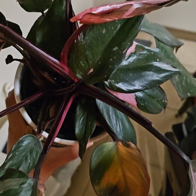 Taylor Swift | A plant by @FullCrabapple on Greg