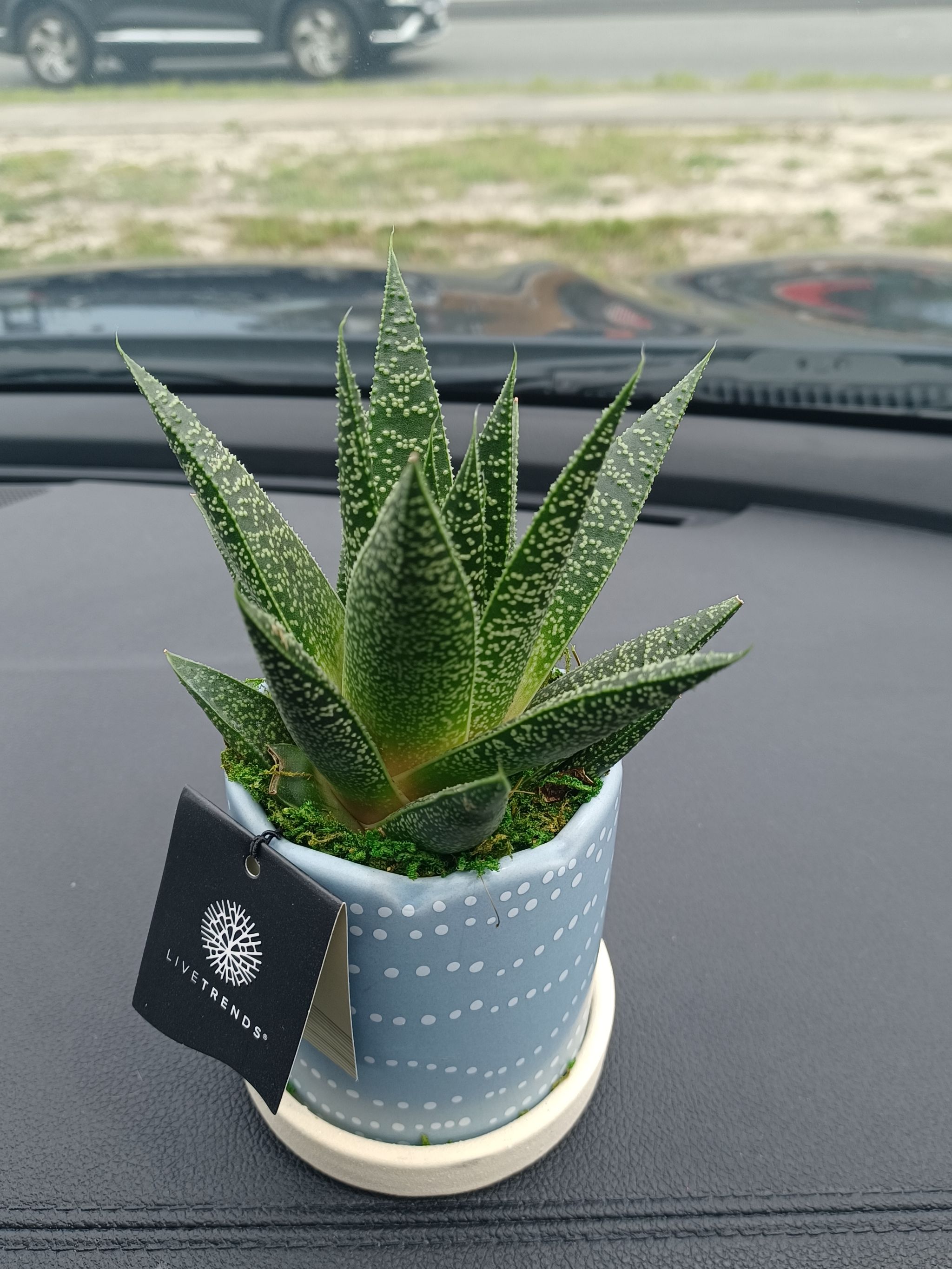 Leech | A plant by @YardSpiderplant on Greg